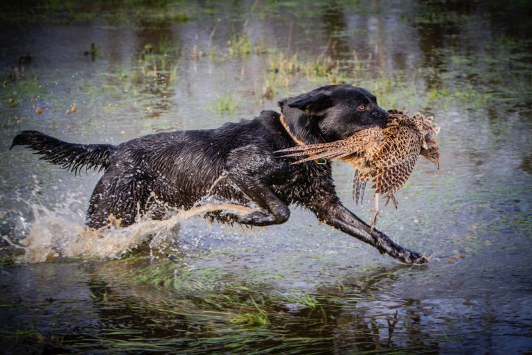 Dog Photographer | The Sporting Picture